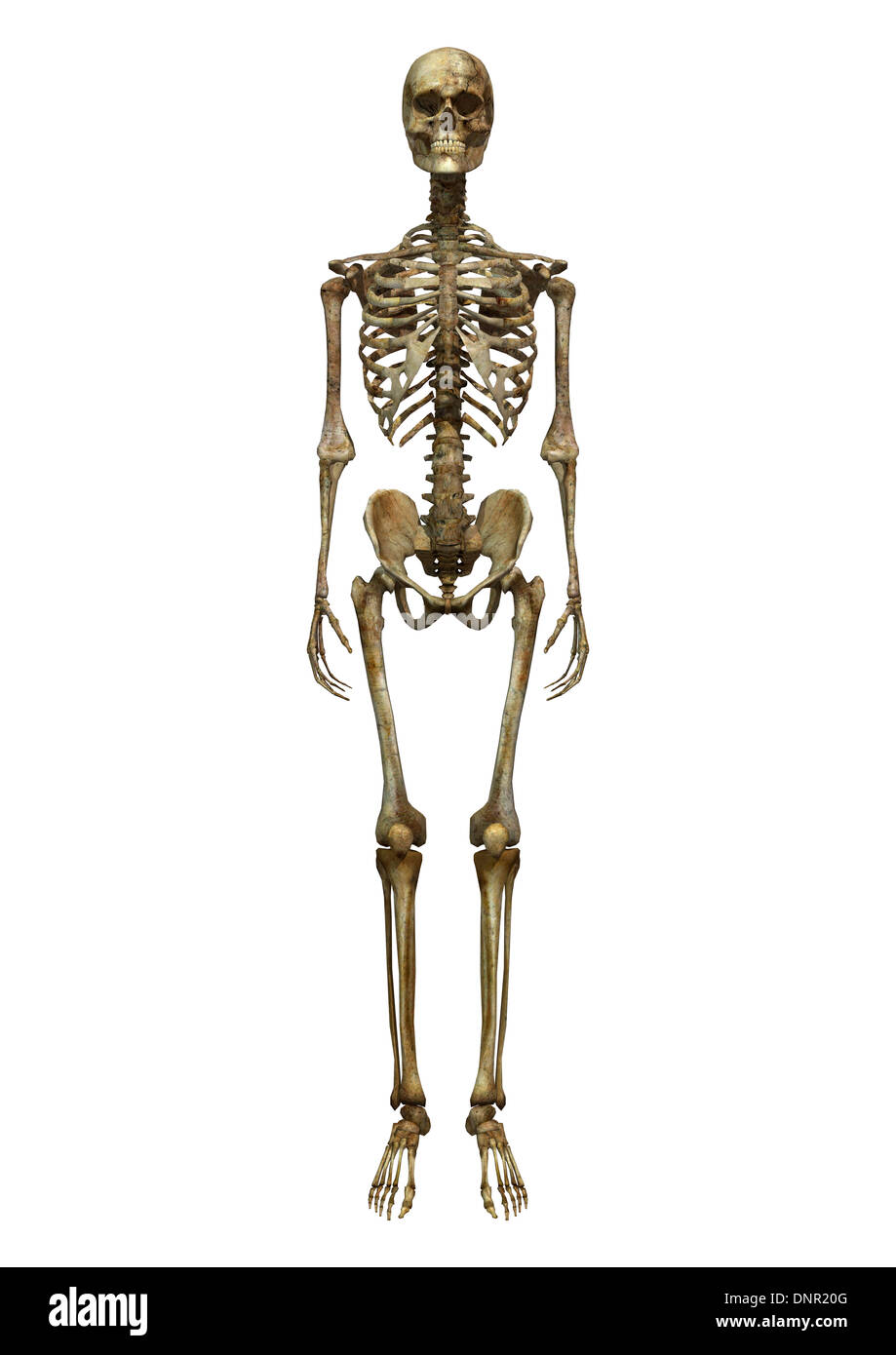3D digital render of an old human male skeleton isolated on white ...