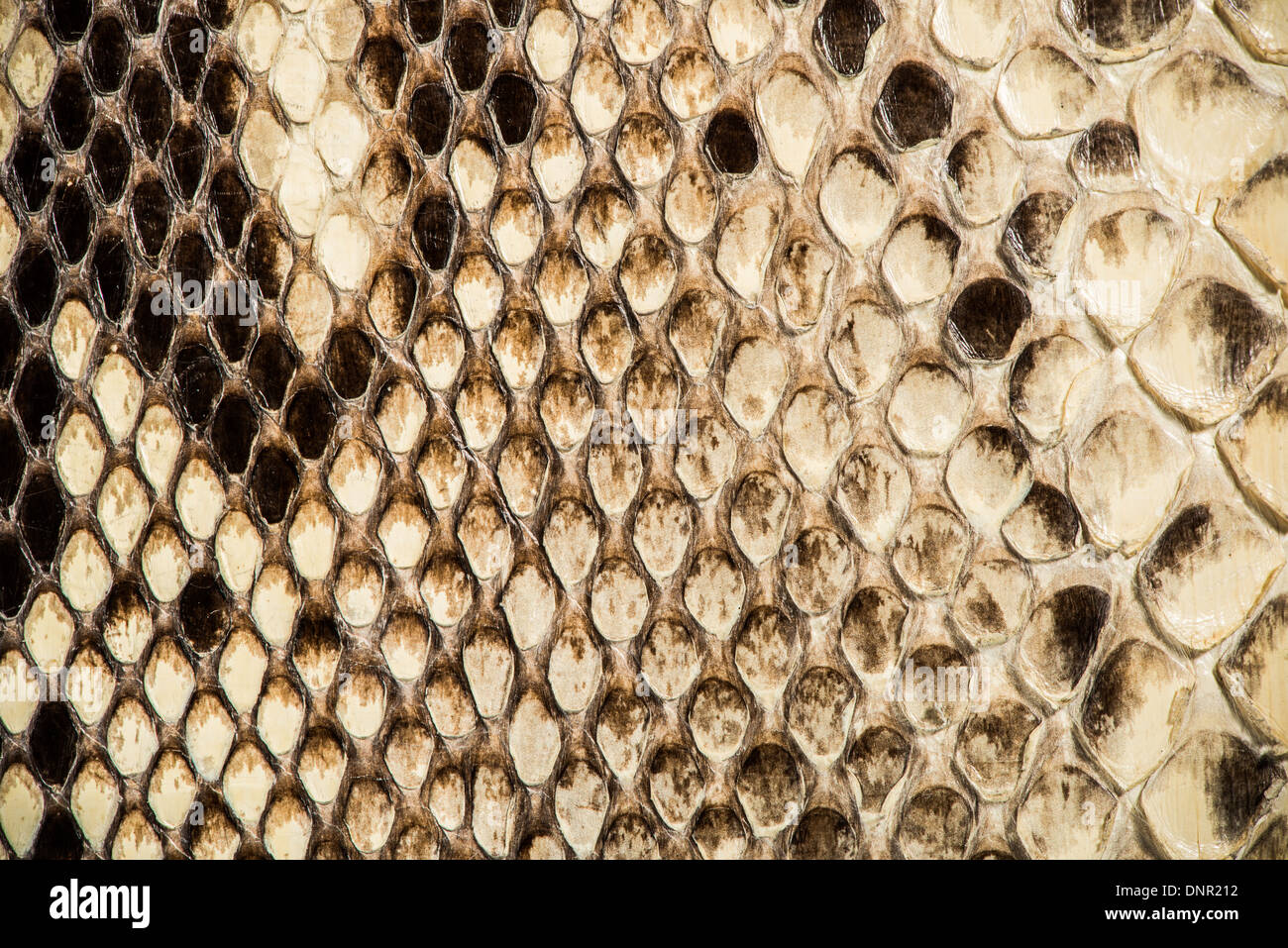 Texture of genuine snakeskin. Close up real leather texture Stock Photo ...