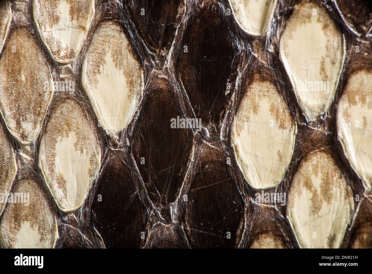 Texture of genuine snakeskin. Close up real leather texture Stock Photo ...