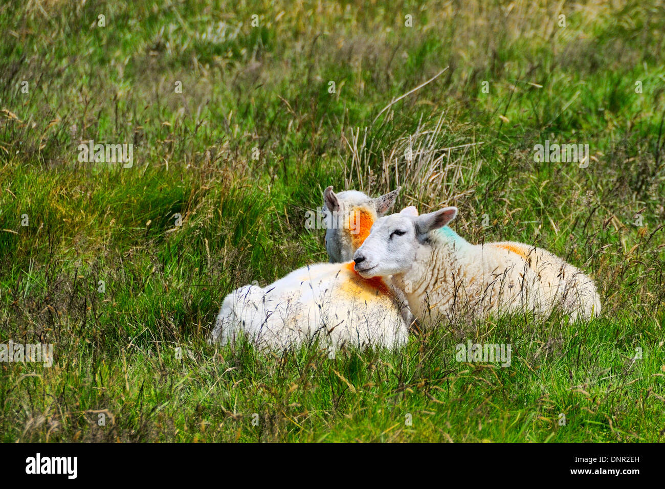 Sheep on a pasture near Route N70, Castlecove, Kerry County, Ireland ...