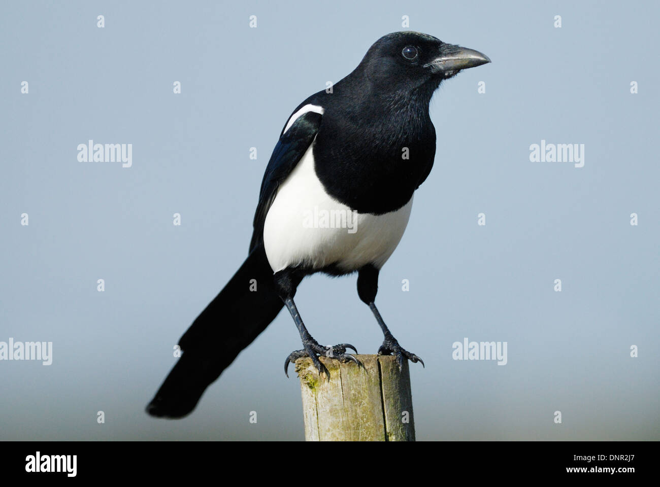 British bird magpie hi-res stock photography and images - Alamy