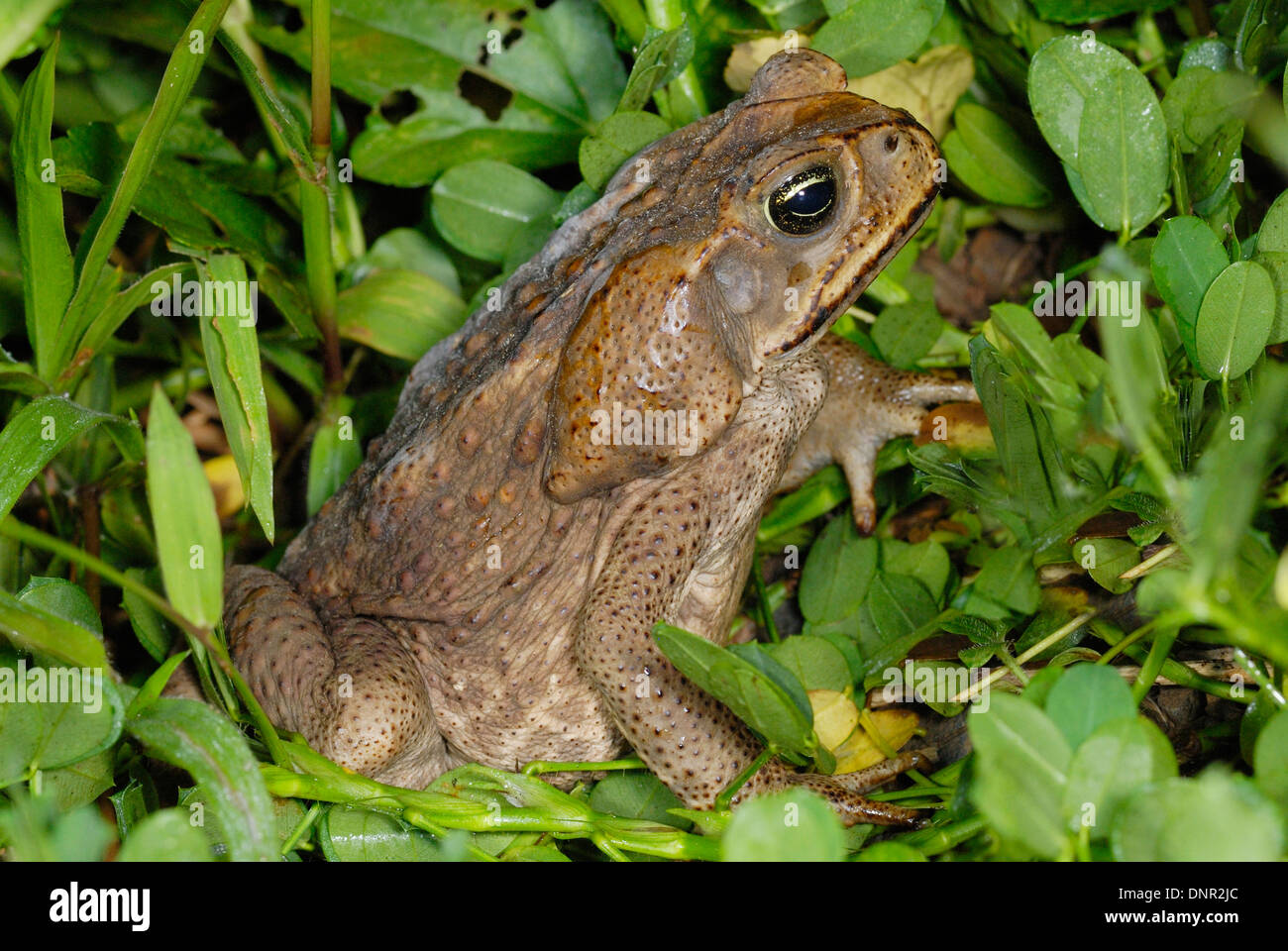 Rhinella marina cane toad hi-res stock photography and images - Alamy