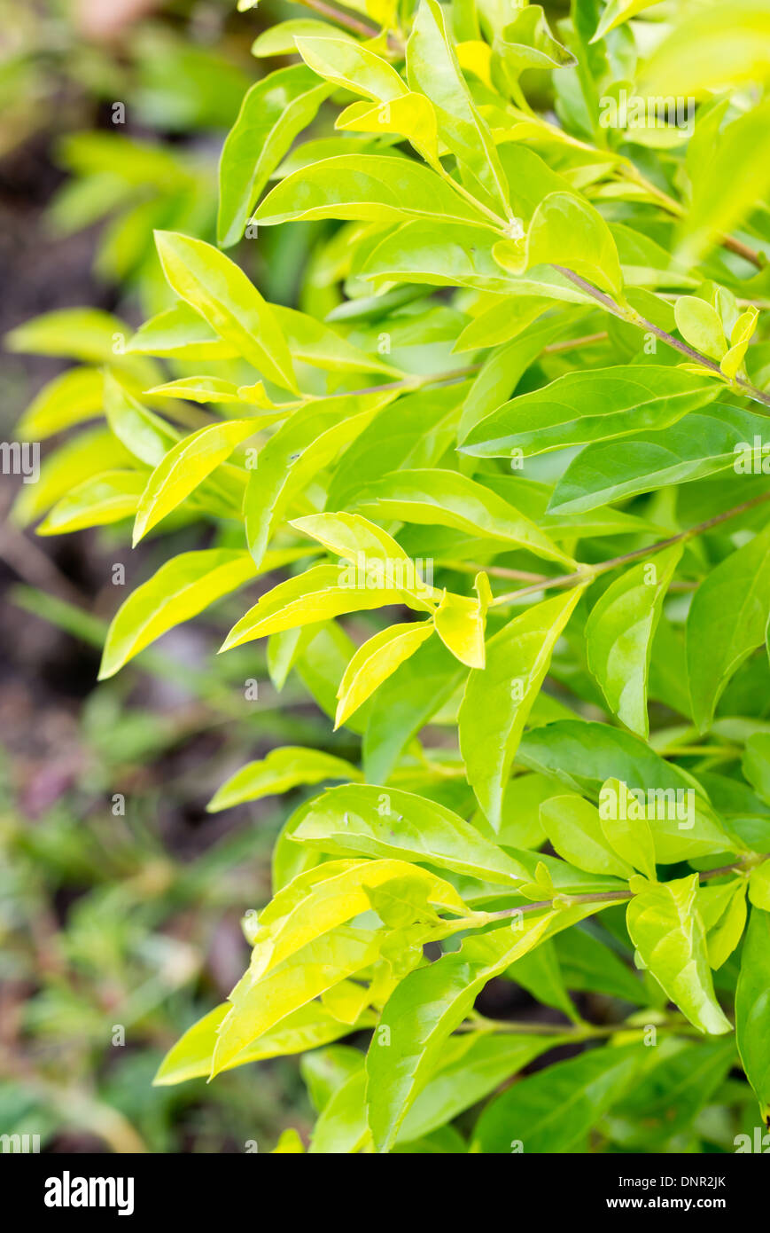 Green plant call sky flower or Duranta erecta L Stock Photo - Alamy
