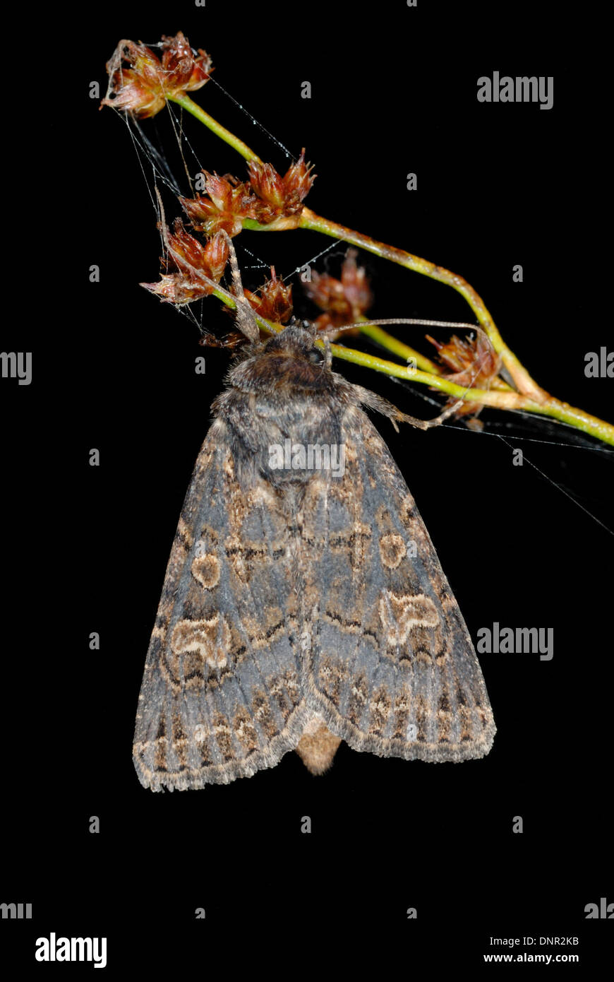 Hedge Rustic moth (Tholera cespitis) on a Welsh moor Stock Photo - Alamy