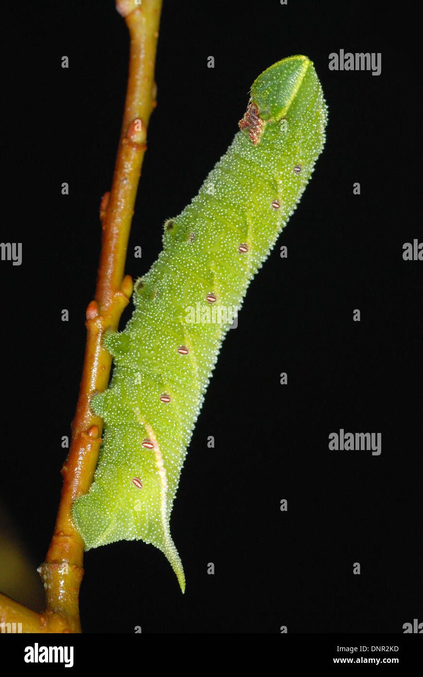 Poplar Hawk Moth Caterpillar (Laothoe populi Stock Photo - Alamy