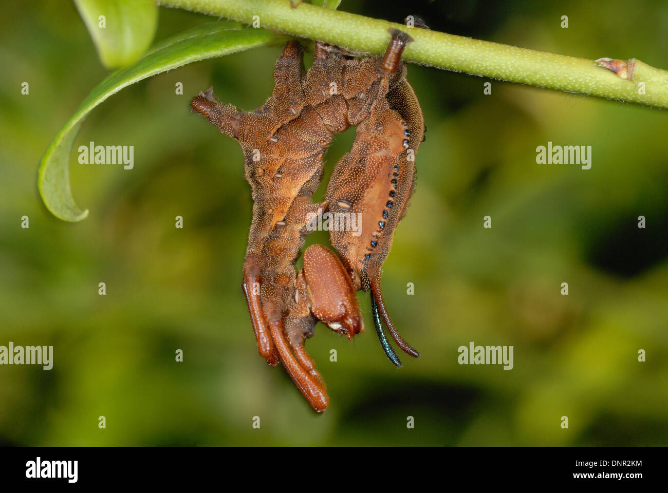 Lobster Moth (Stauropus fagi) caterpillar disguised as a dead leaf ...