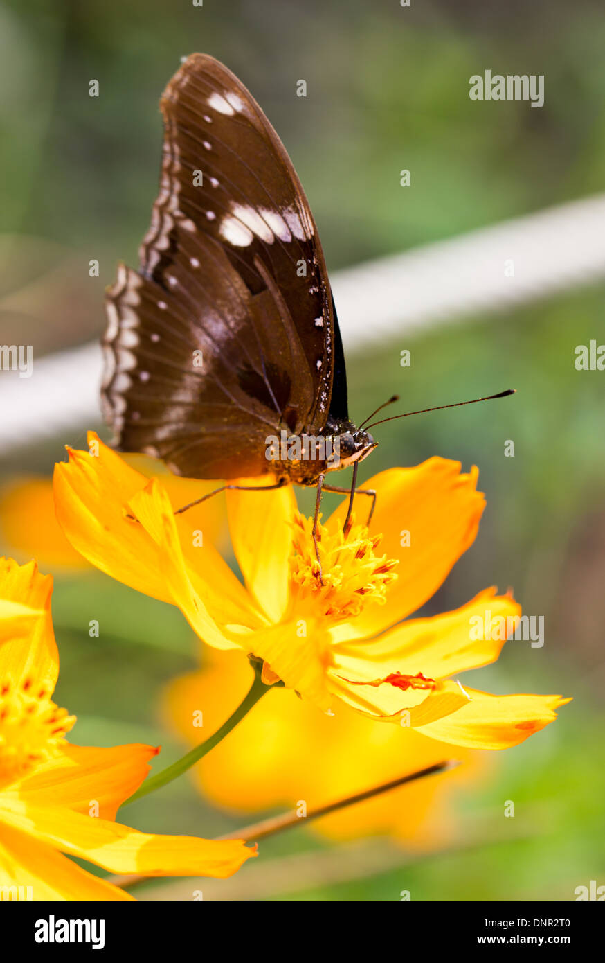 Indian butterflies hi-res stock photography and images - Alamy
