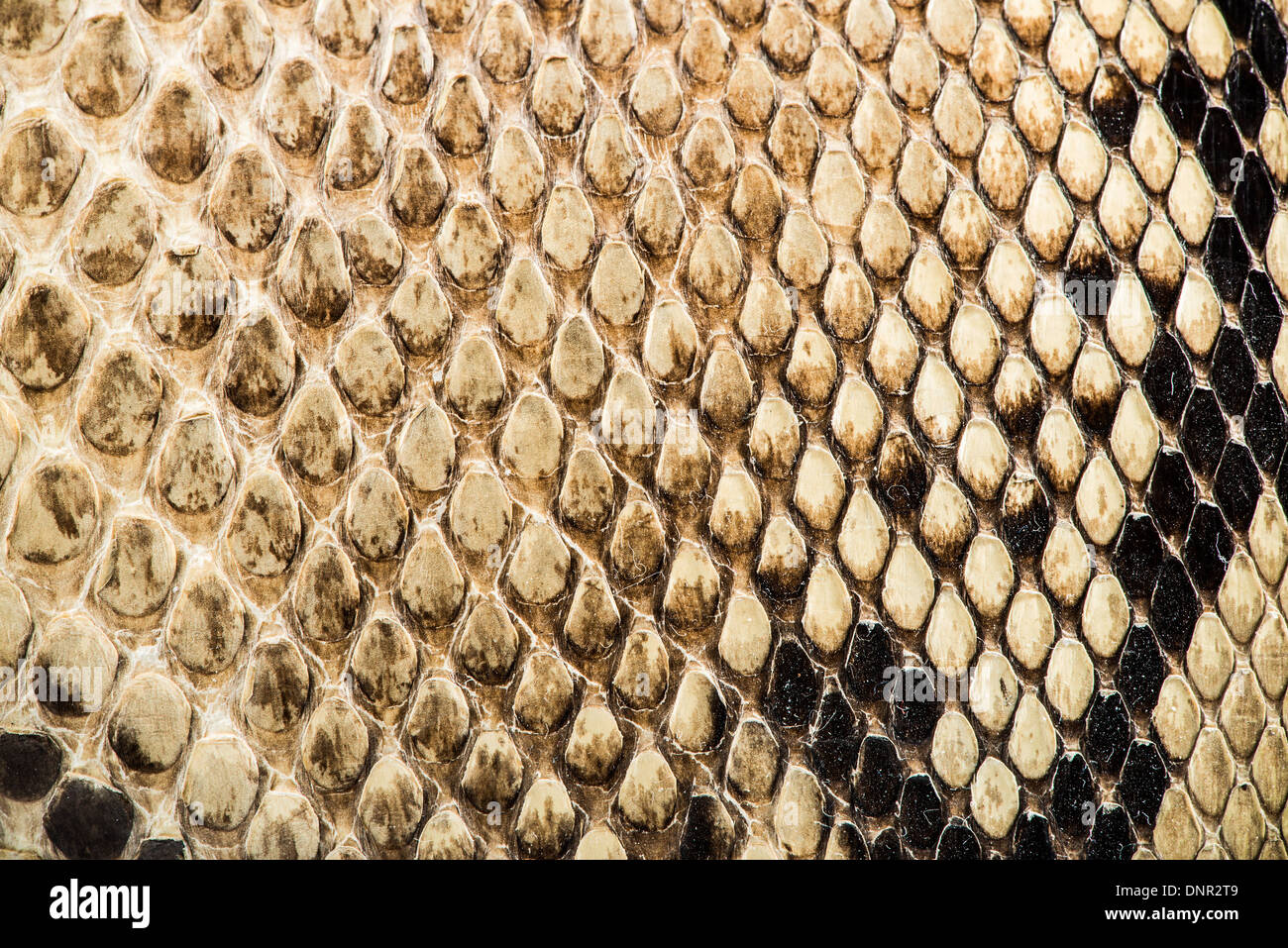 Texture of genuine snakeskin. Close up real leather texture Stock Photo ...