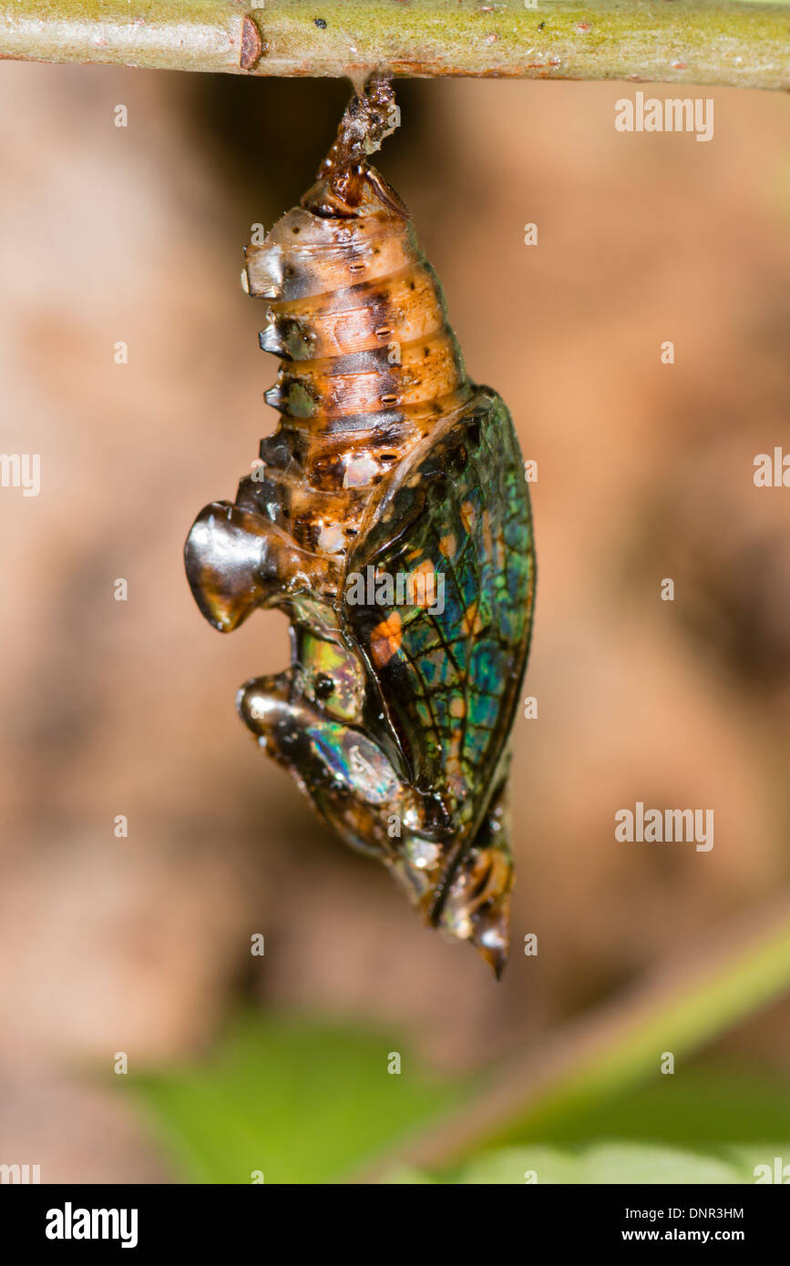 Chrysalis butterfly hi-res stock photography and images - Alamy