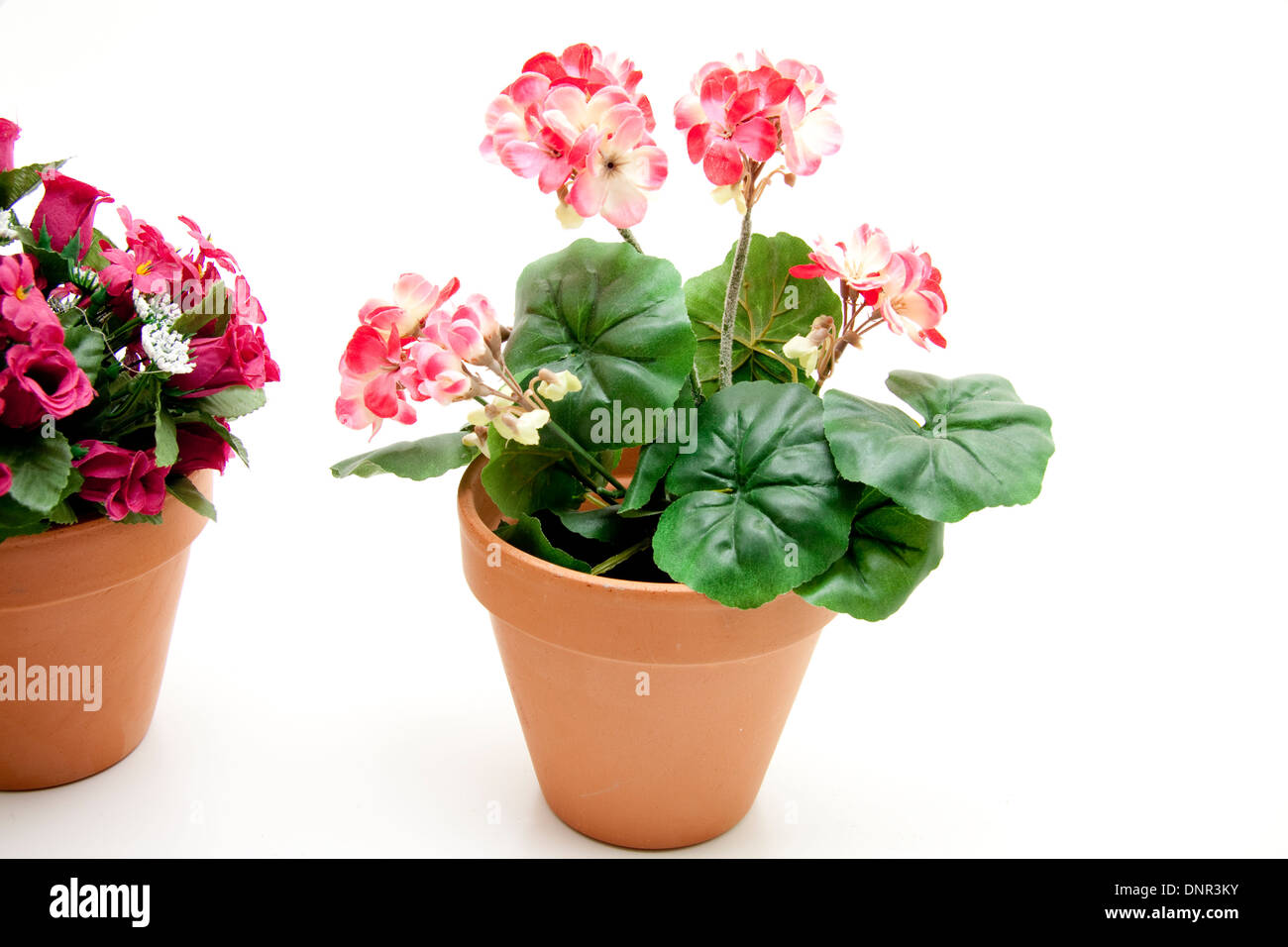 Geranium Flower Pot High Resolution Stock Photography and Images - Alamy