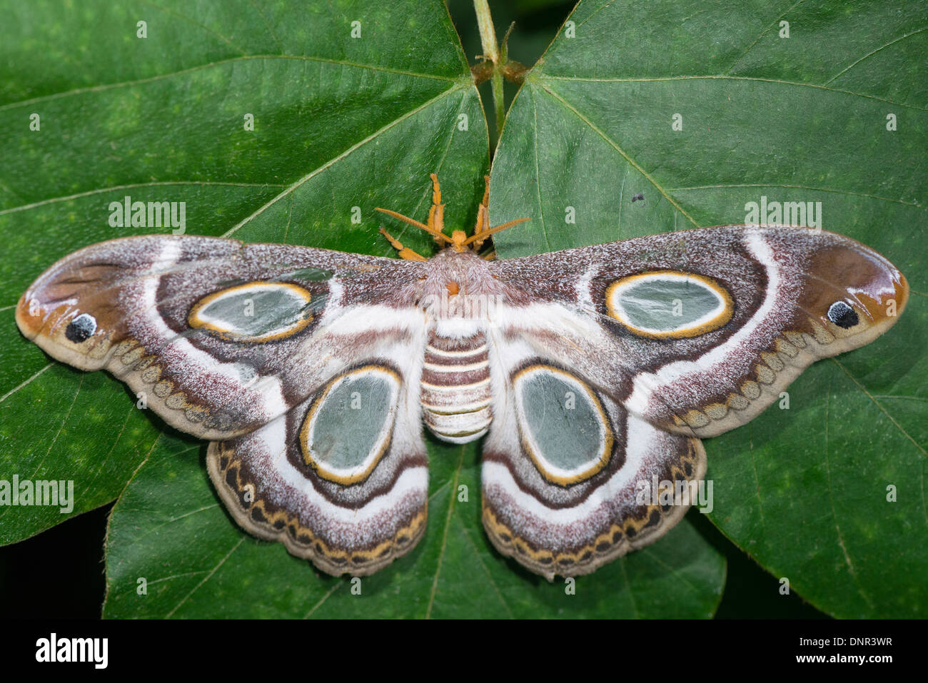 An adult White-ringed Atlas moth at rest Stock Photo - Alamy