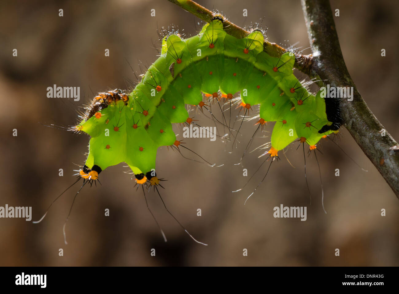 Indian Moon Moth Caterpillar Hi res Stock Photography And Images Alamy indian-moon-moth-caterpillar-hi-res-stock-photography-and-images-alamy