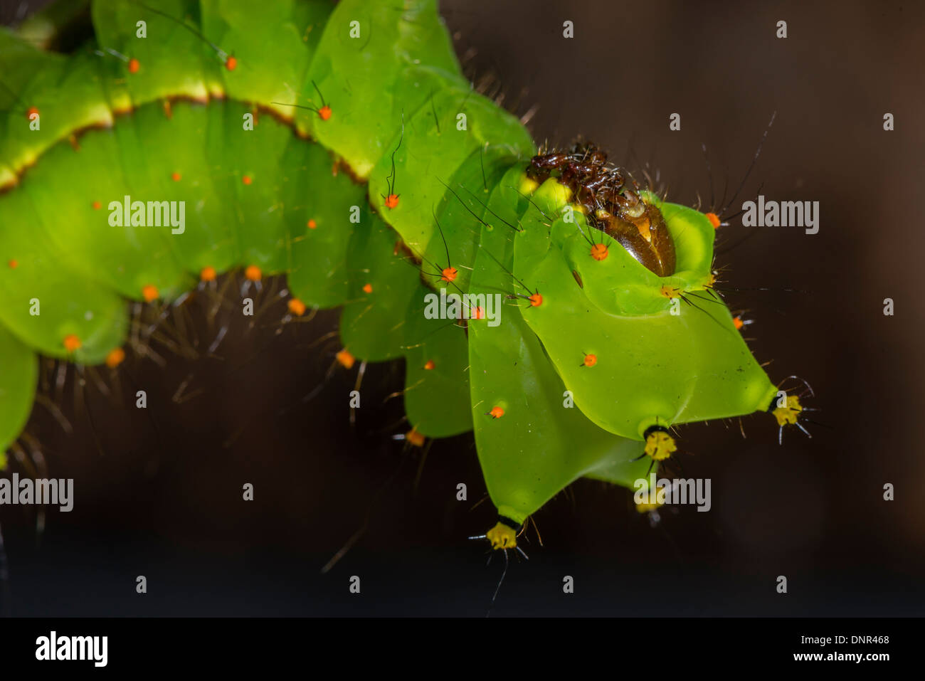 Close up of an Indian Moon moth Stock Photo - Alamy