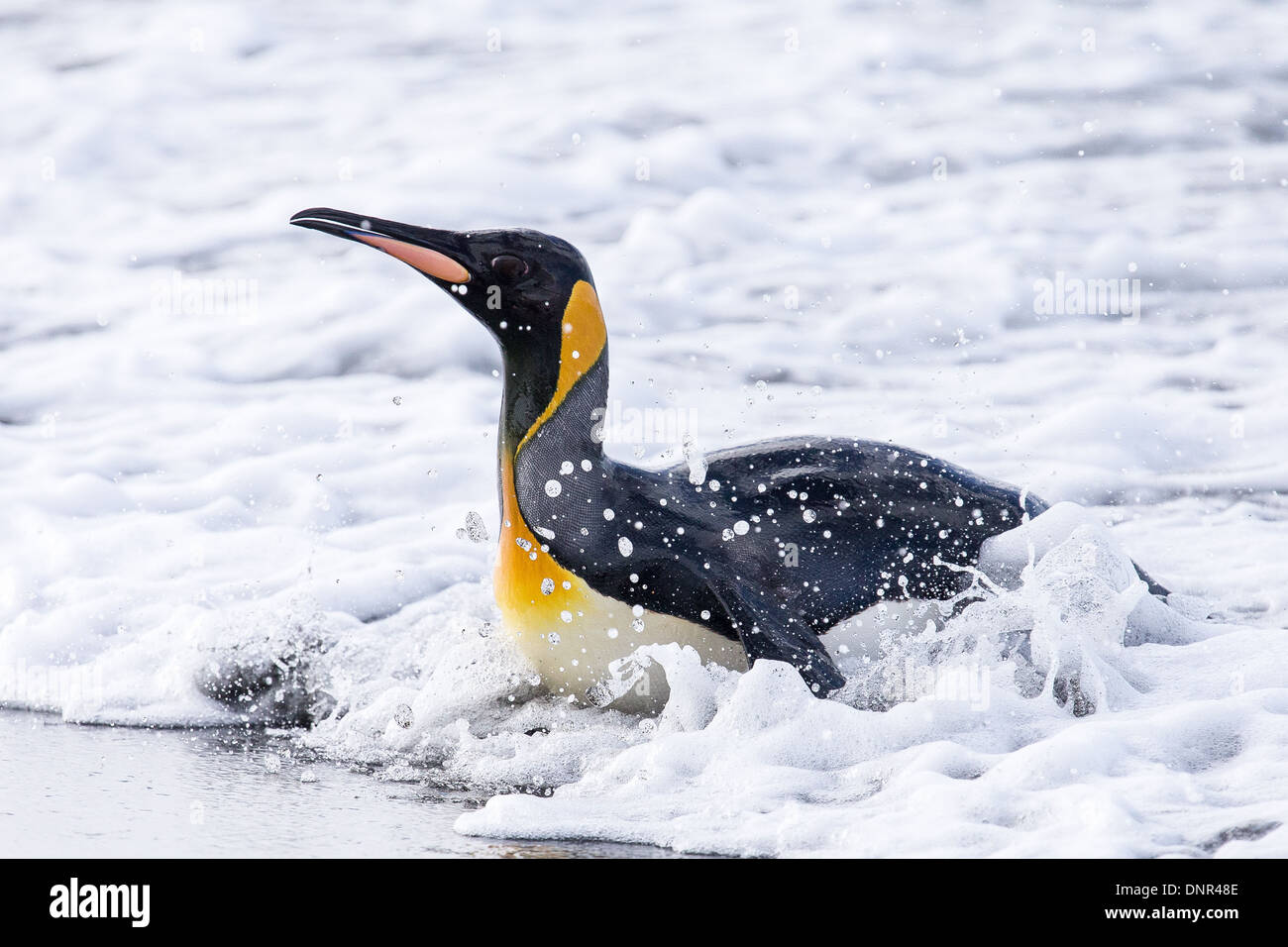 King penguin in the water hi-res stock photography and images - Alamy