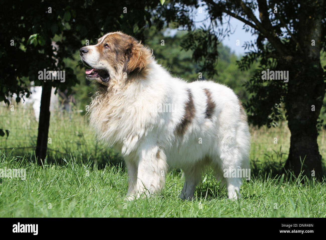 Pyrenean mastiffs hi-res stock photography and images - Alamy