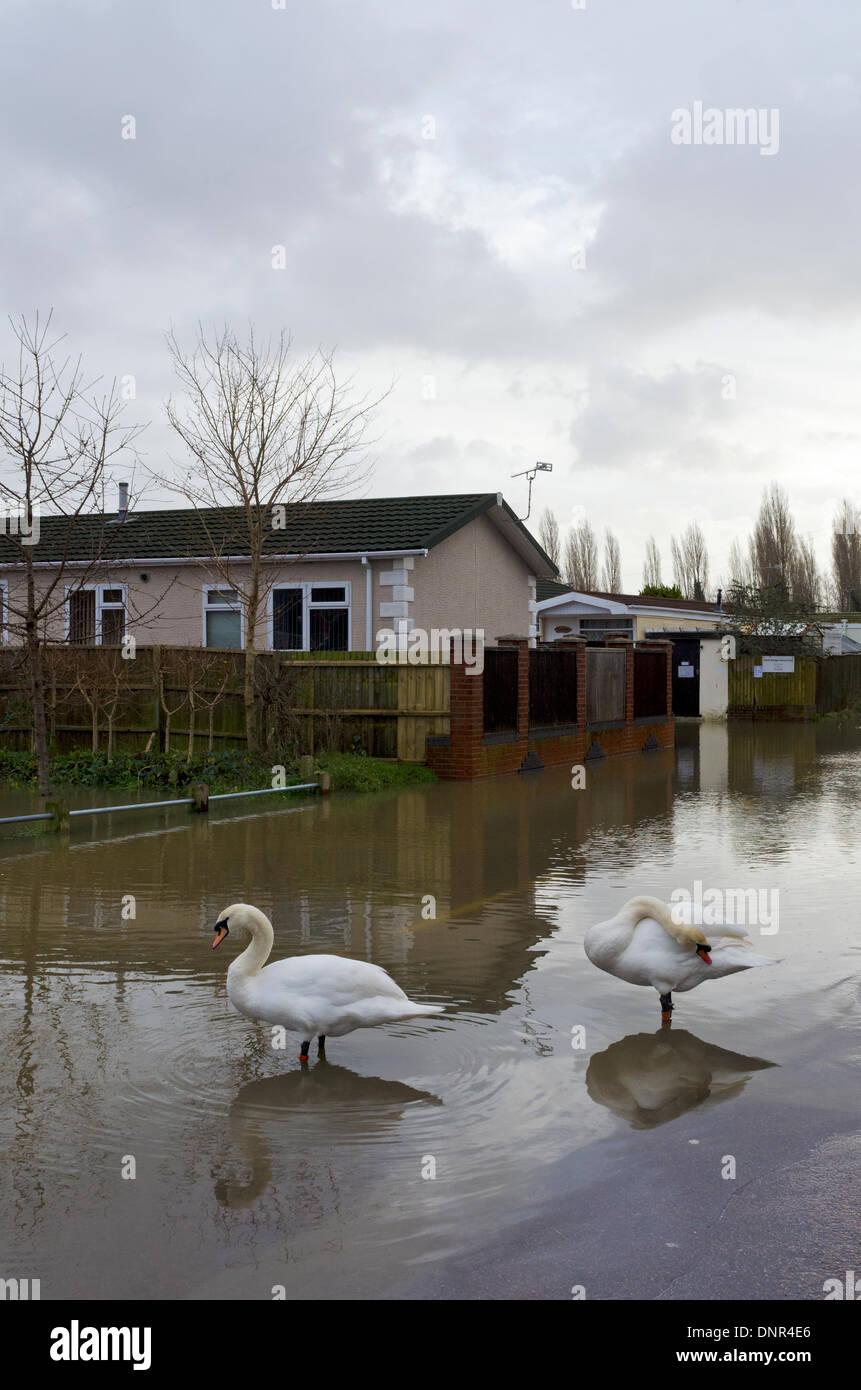 Flooding at iford bridge home park hi-res stock photography and images ...