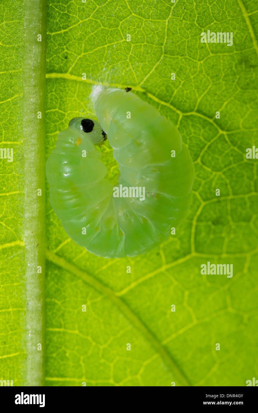 A pupating larva of the Clearwing butterfly Stock Photo - Alamy