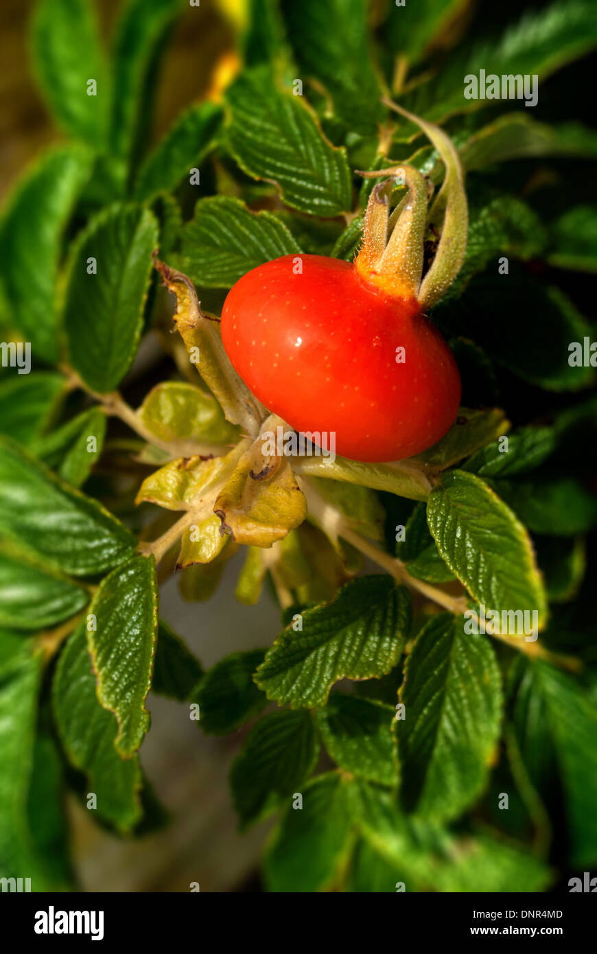 Ripe rose hip Stock Photo - Alamy