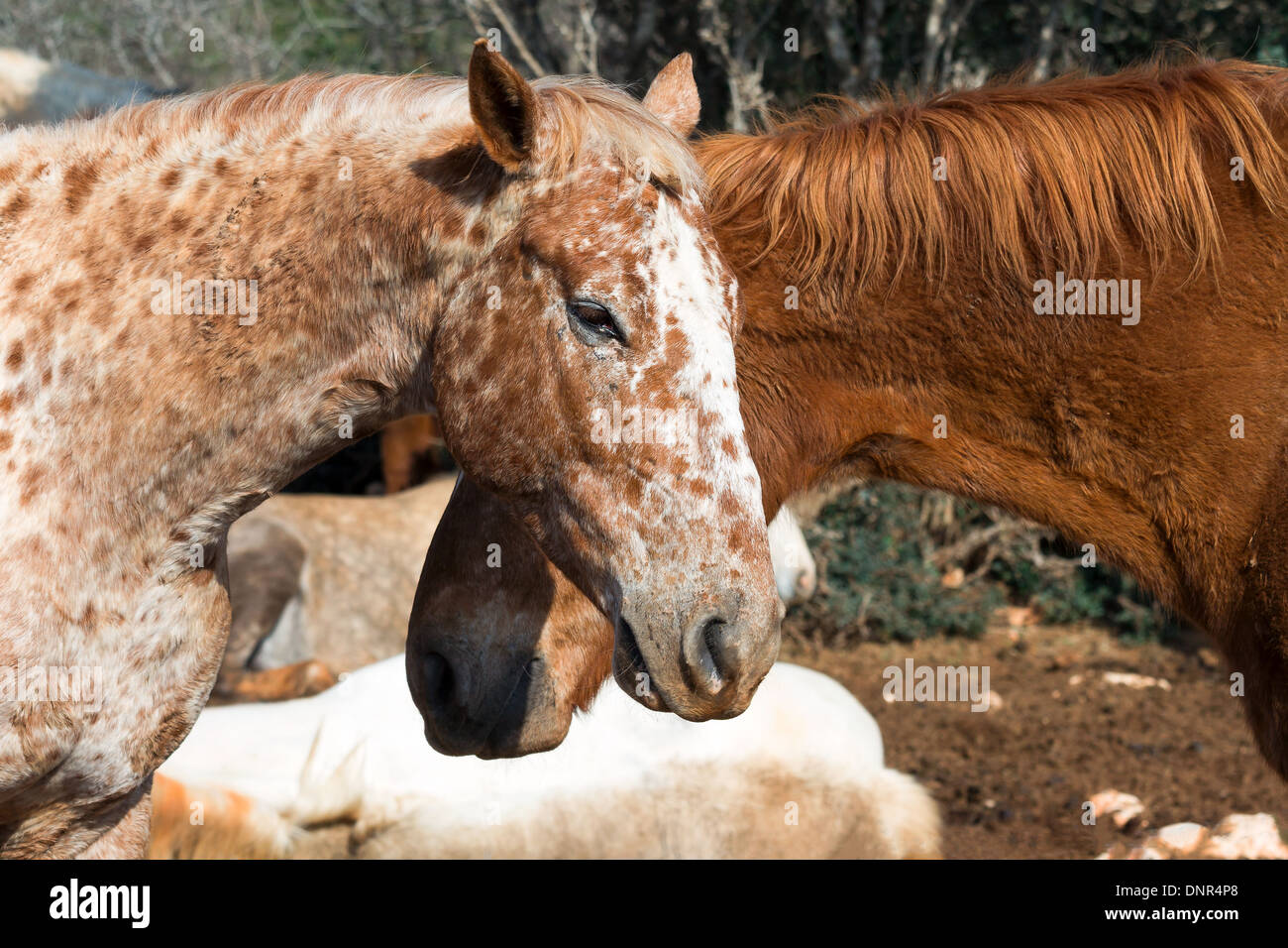 The love of horses hi-res stock photography and images - Alamy