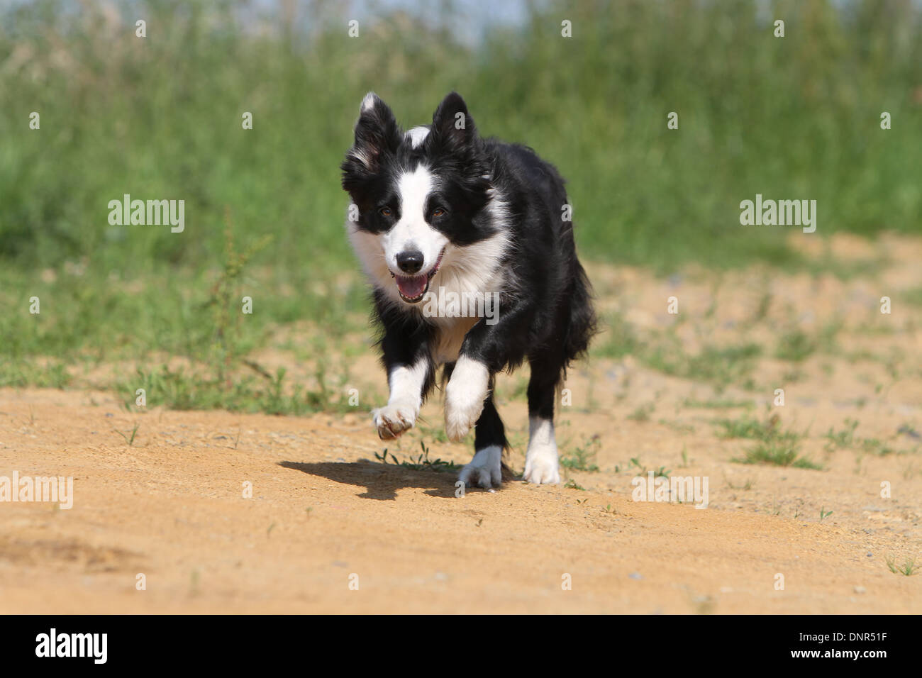 Dog Border Collie / adult (black and white) running on the ground Stock ...