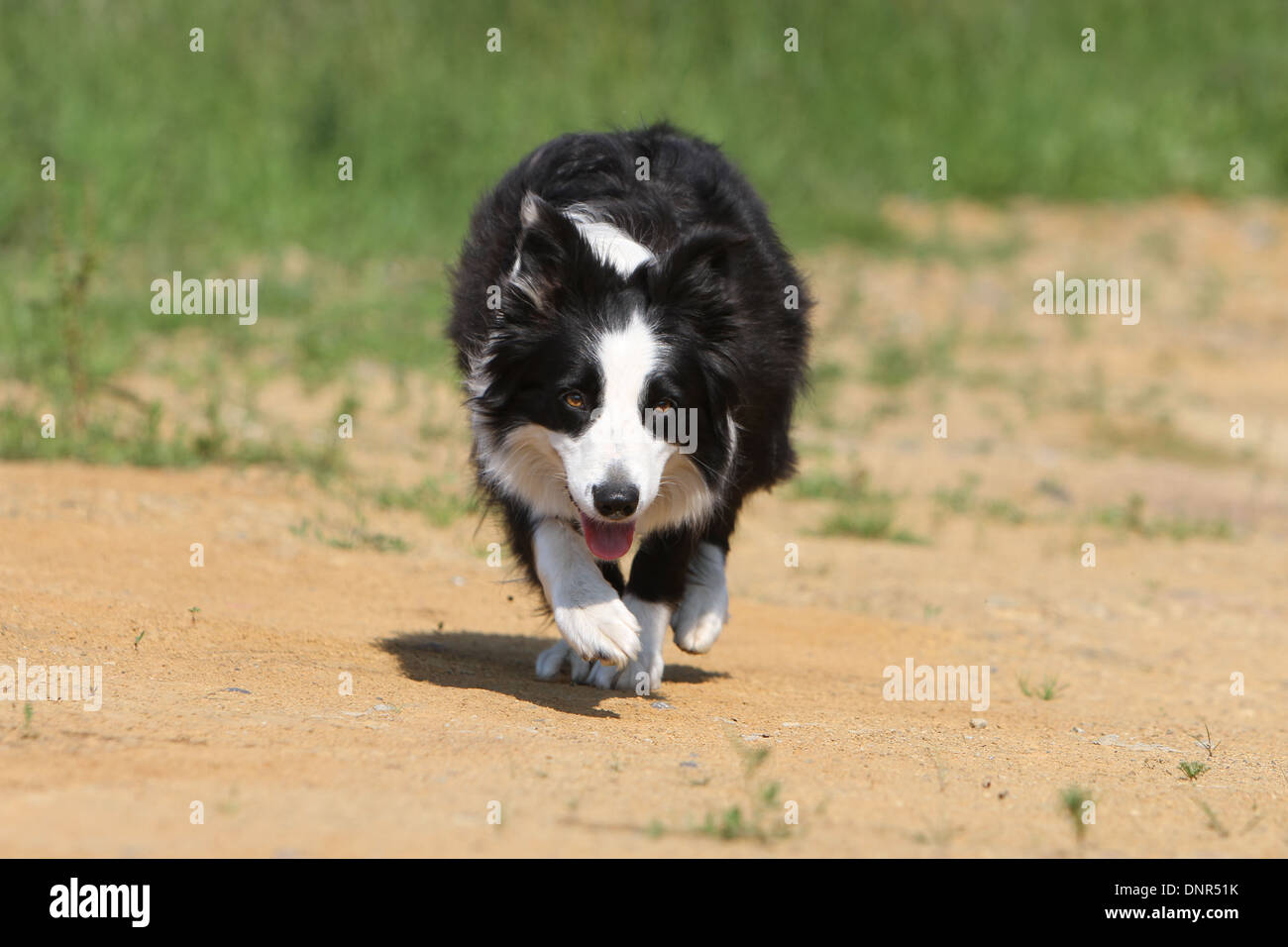 Dog Border Collie / adult (black and white) running on the ground Stock ...