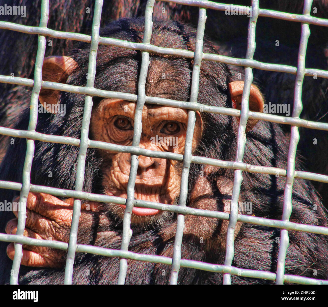 Angry chimpanzee hi-res stock photography and images - Alamy