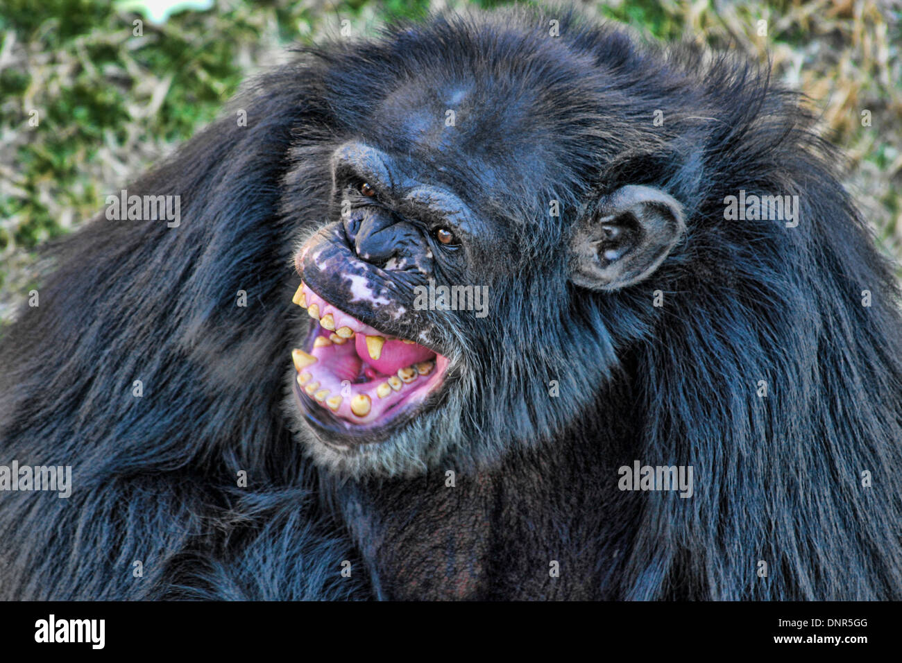 Angry Chimp Spotlight Wallpaper