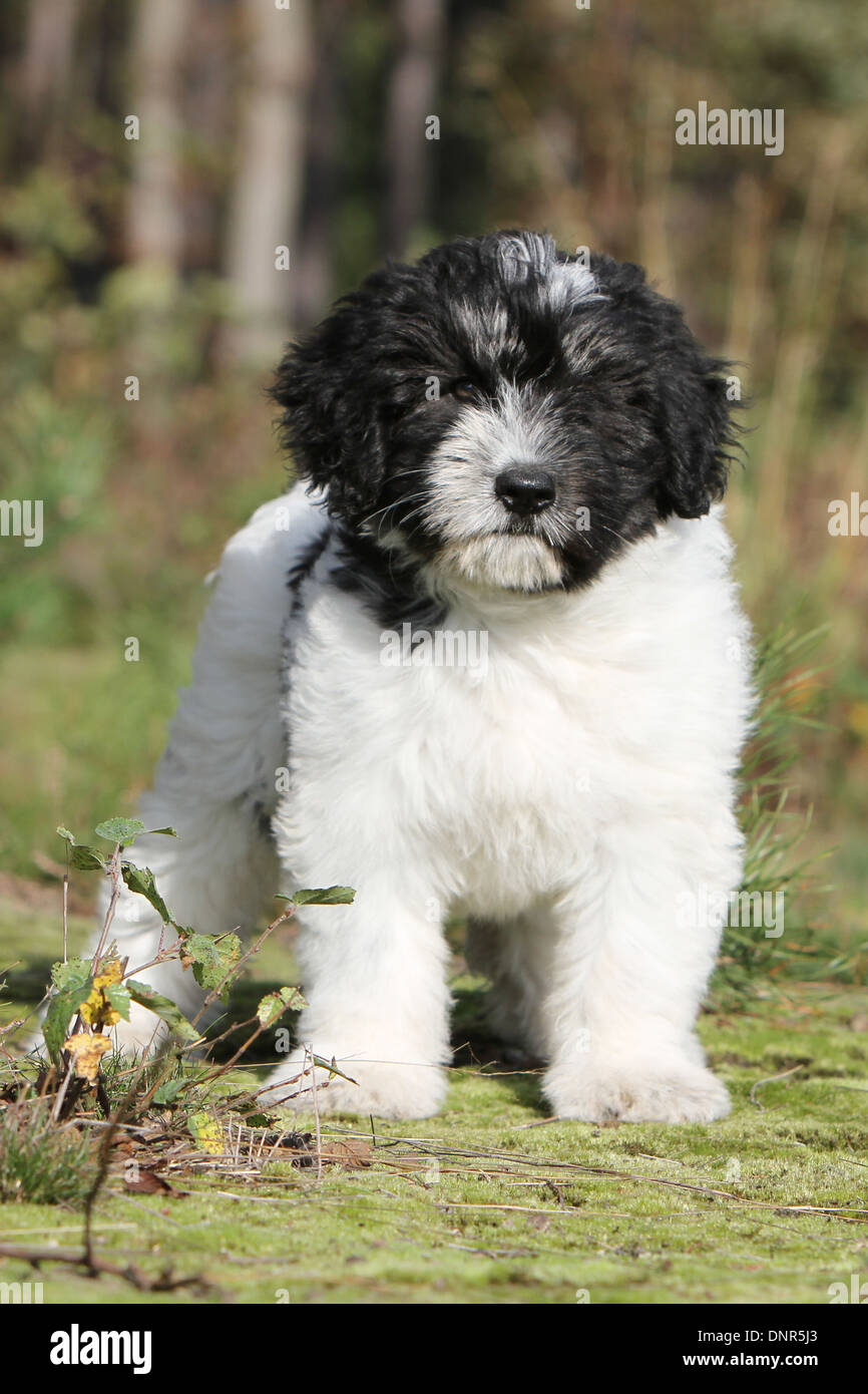 Polish Lowland Sheepdog Puppies