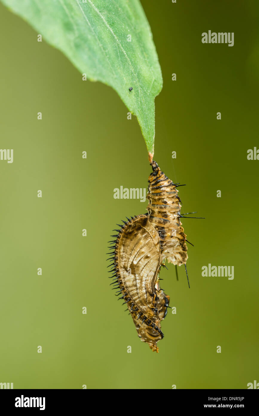 A Blue and White Longwing chrysalis Stock Photo - Alamy