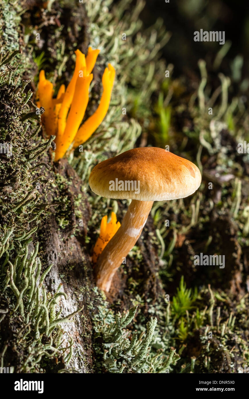 A Wrinkled Shield fungus Stock Photo - Alamy