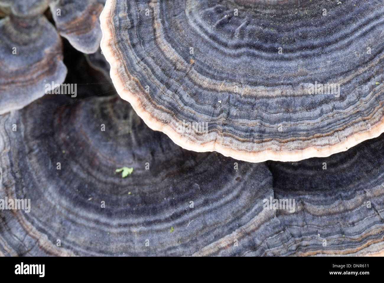 Unji High Resolution Stock Photography and Images - Alamy