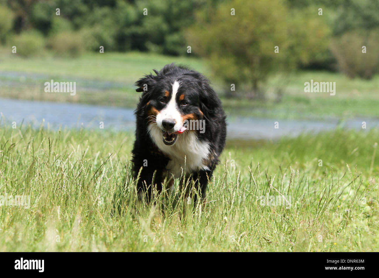 Tri colored bernese mountain dog hi-res stock photography and images ...