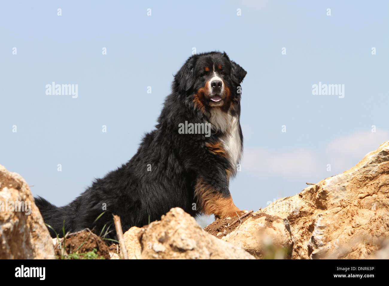 Tri colored bernese mountain dog hi-res stock photography and images ...