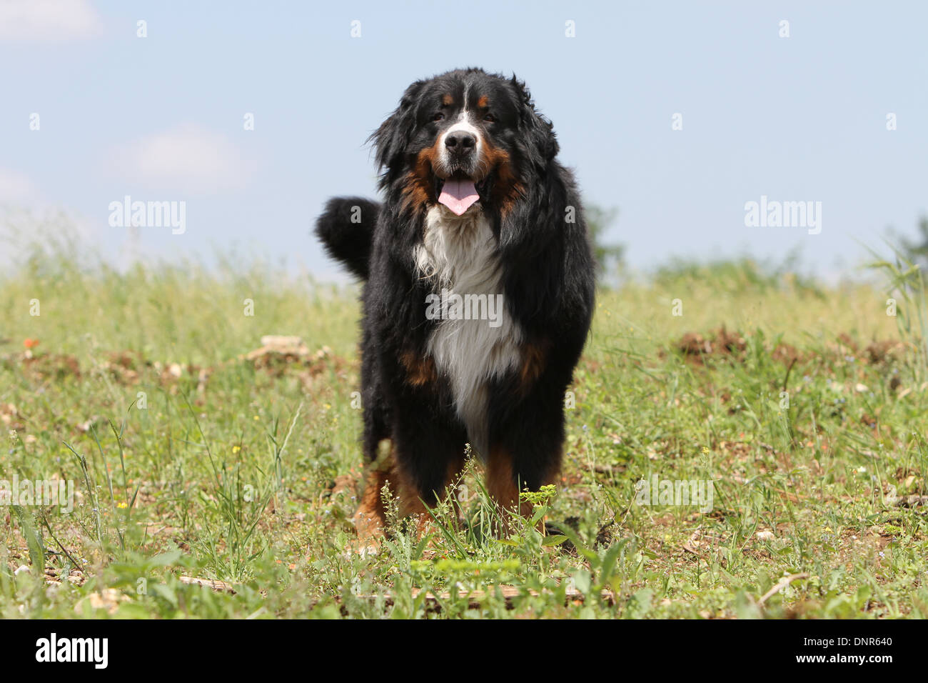 Dog Bernese Mountain Dog adult standing in a meadow Stock Photo - Alamy