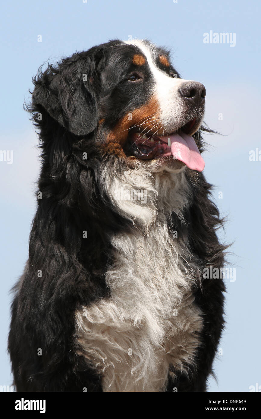 Bernese mountain dog breeds hi-res stock photography and images - Alamy