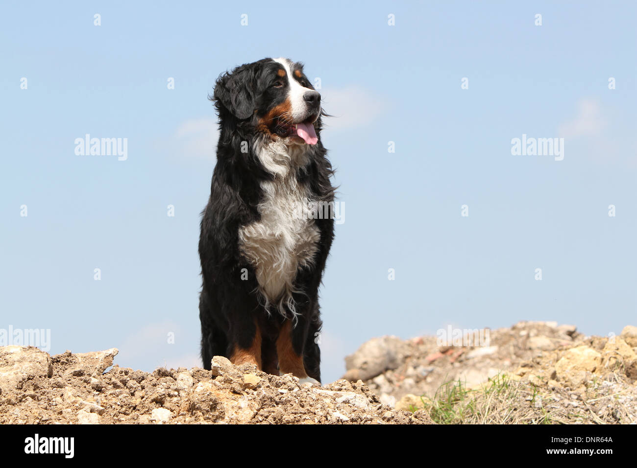 Tri colored bernese mountain dog hi-res stock photography and images ...