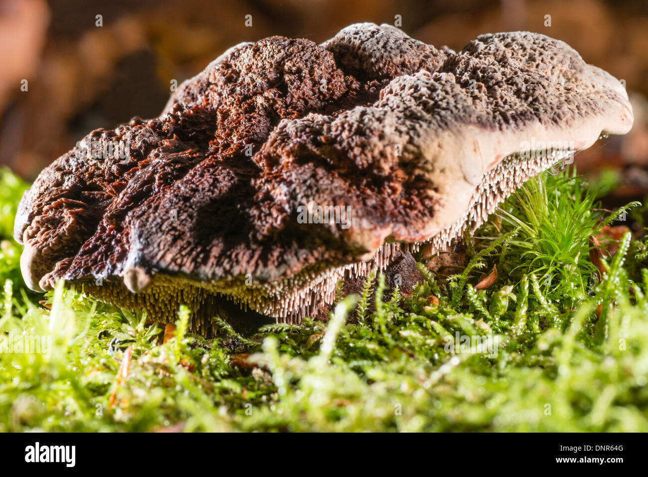 Tooth fungus hi-res stock photography and images - Alamy