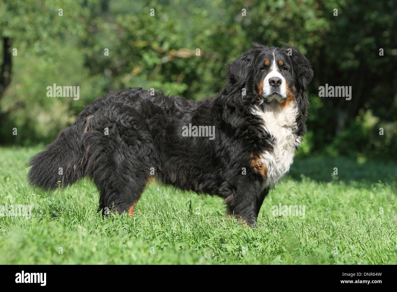 Dog Bernese Mountain Dog adult standing in a garden Stock Photo - Alamy