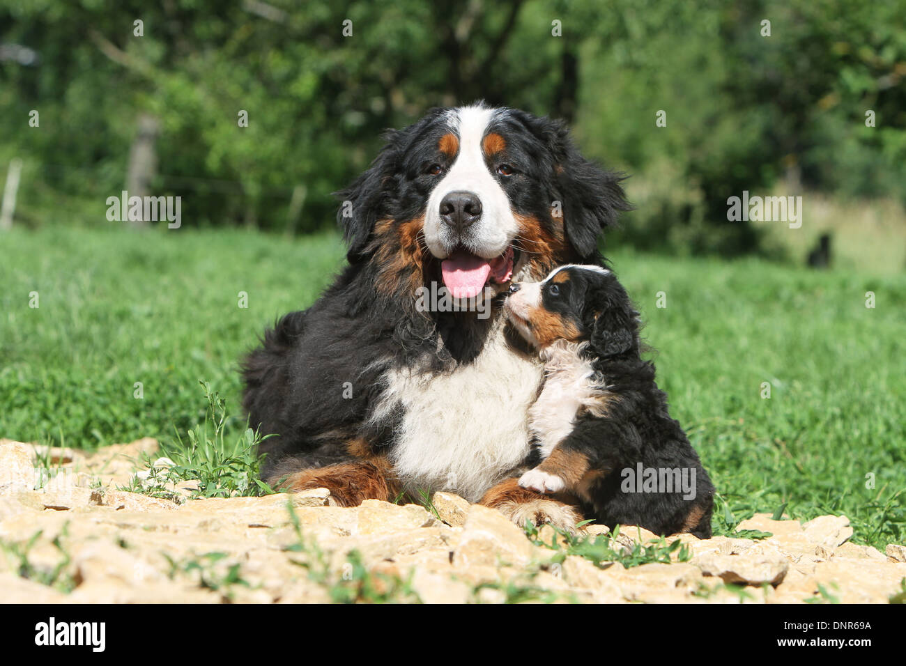 Berner sennenhund welpe bernese cattle hi-res stock photography and ...