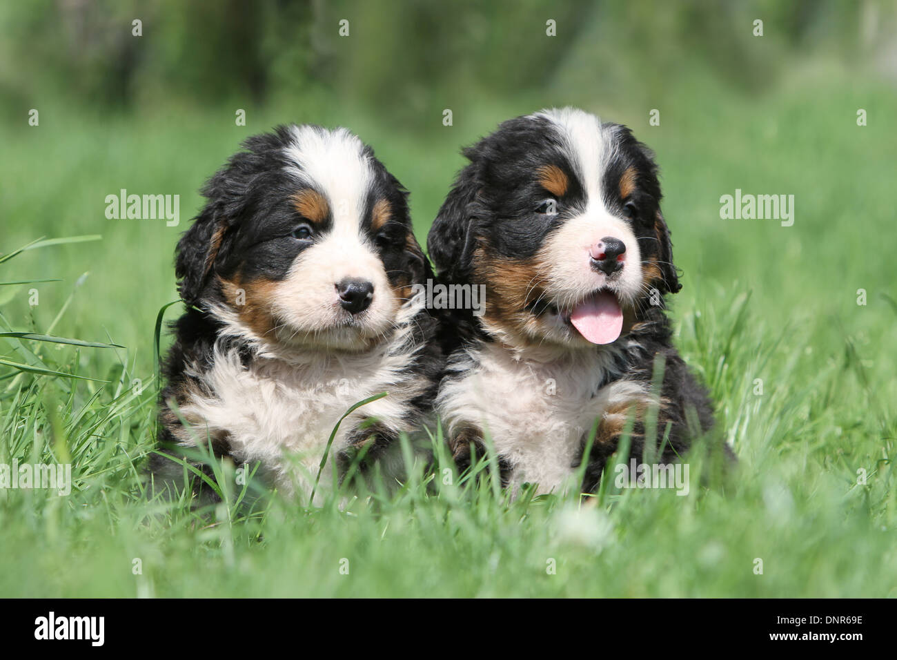 Dog Bernese Mountain Dog two puppies sitting in a garden Stock Photo ...