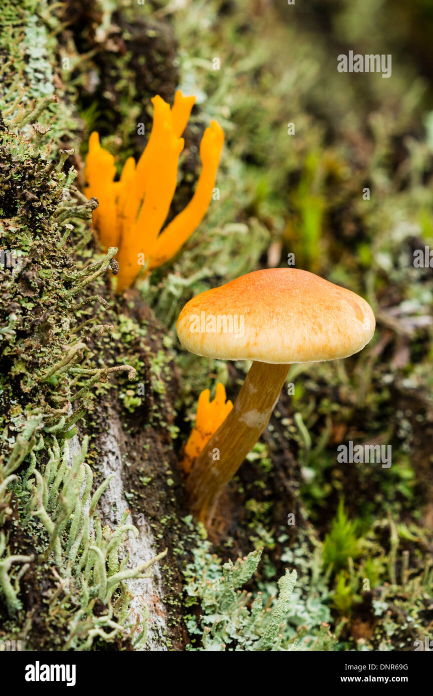 Pluteus hi-res stock photography and images - Alamy