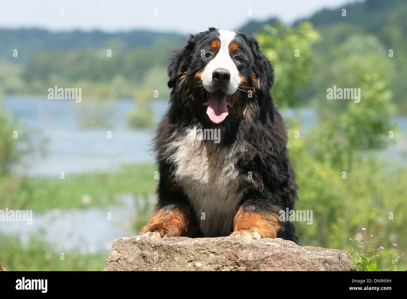 Tri colored bernese mountain dog hi-res stock photography and images ...