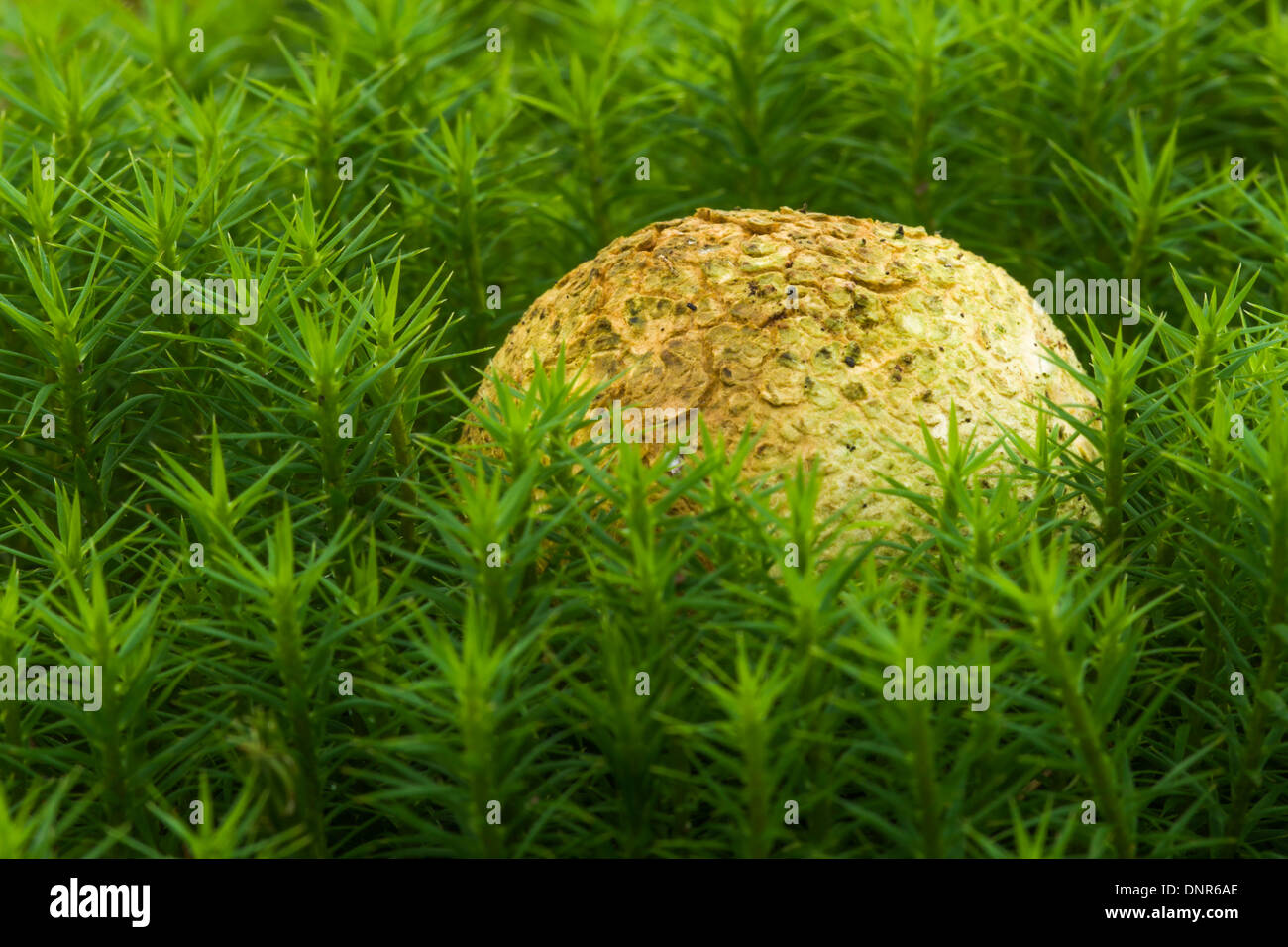 Common earthball fungus hi-res stock photography and images - Alamy