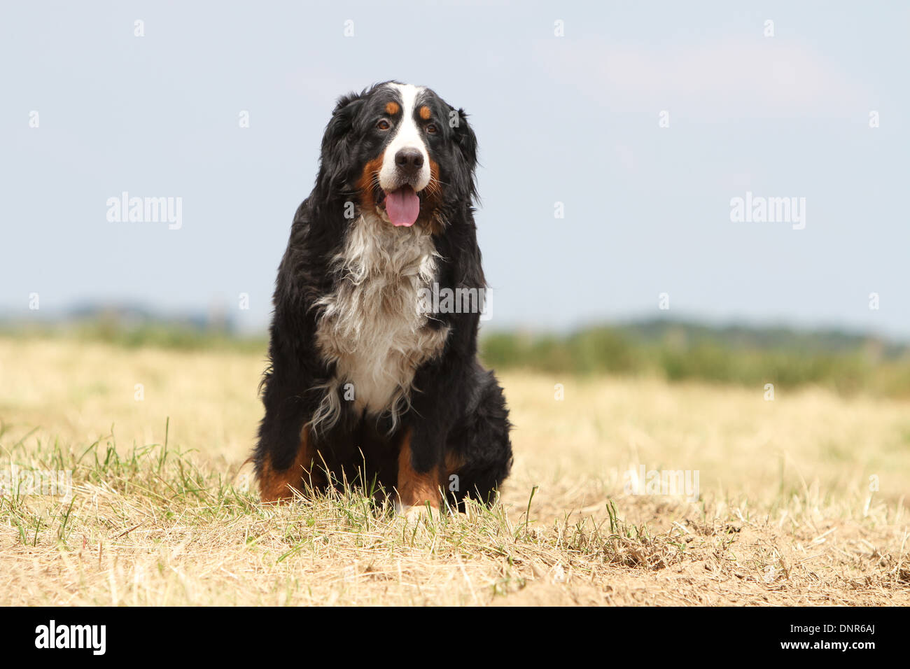 Tri colored bernese mountain dog hi-res stock photography and images ...
