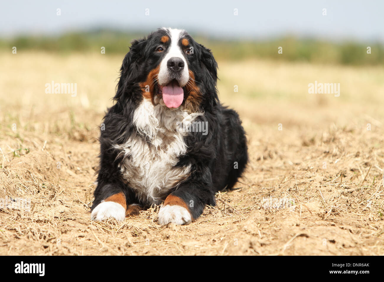 Dog Bernese Mountain Dog adult lying in a field Stock Photo - Alamy
