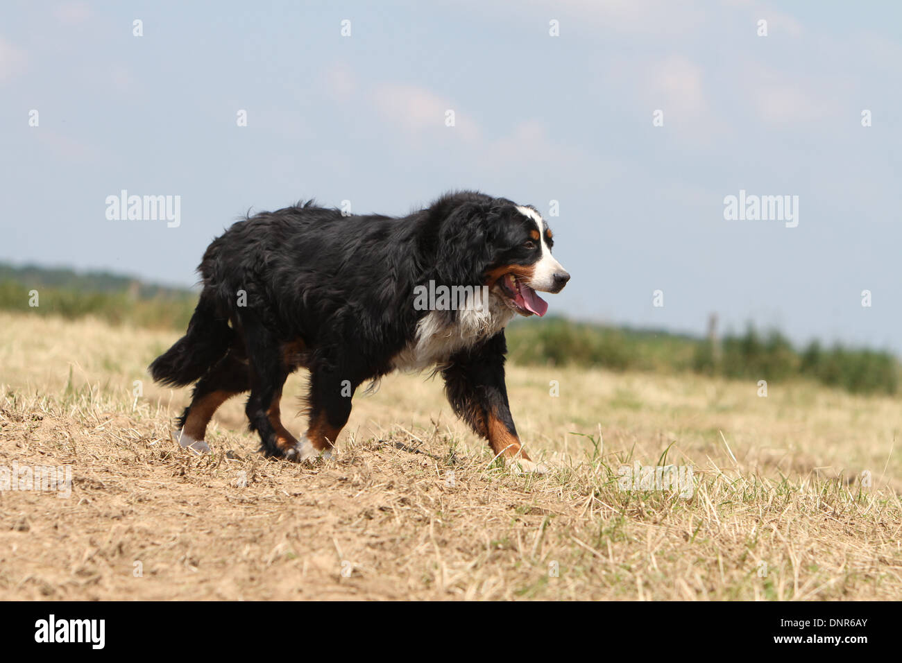 Tri colored bernese mountain dog hi-res stock photography and images ...