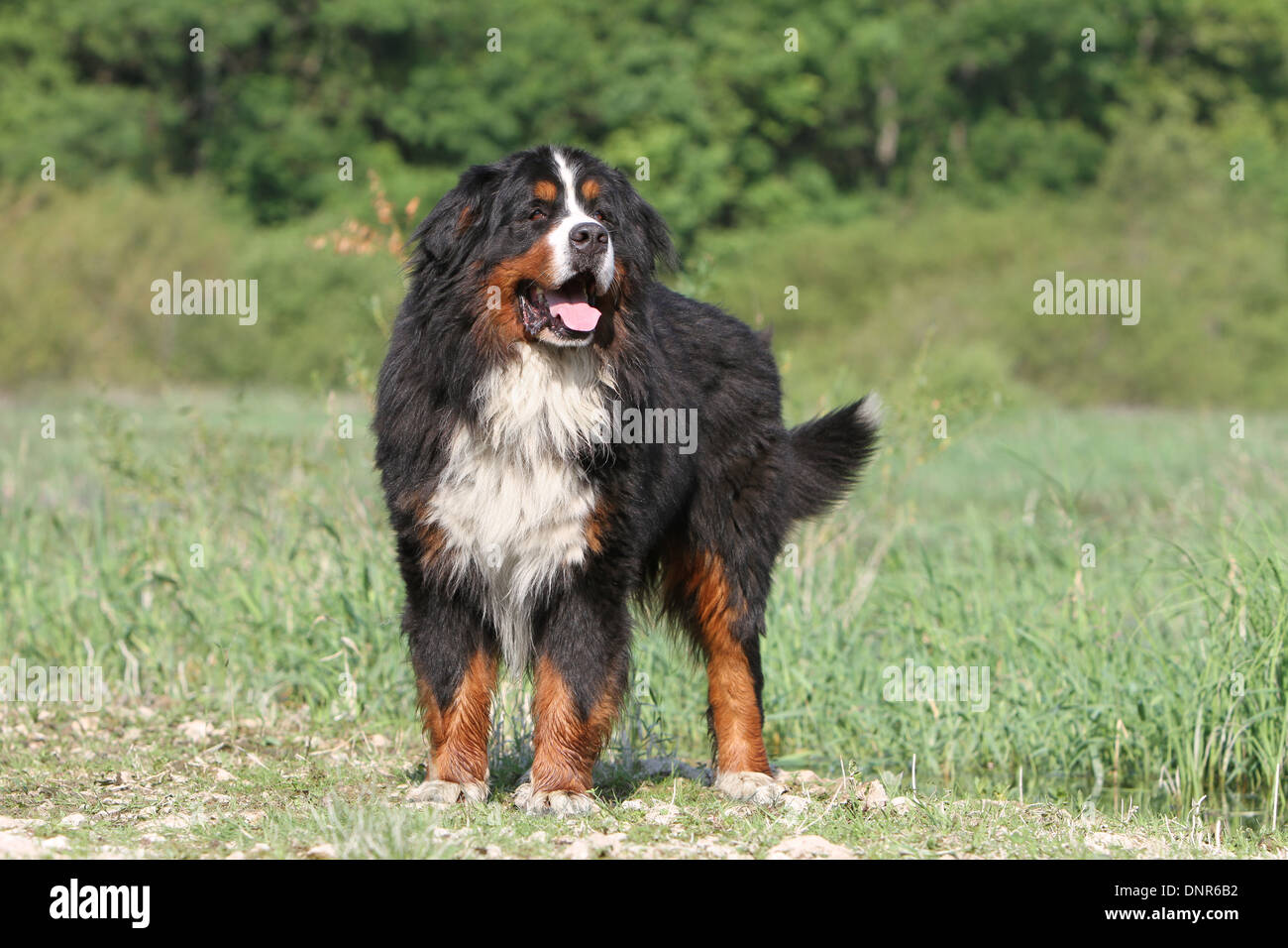 Dog Bernese Mountain Dog adult standing in a meadow Stock Photo - Alamy
