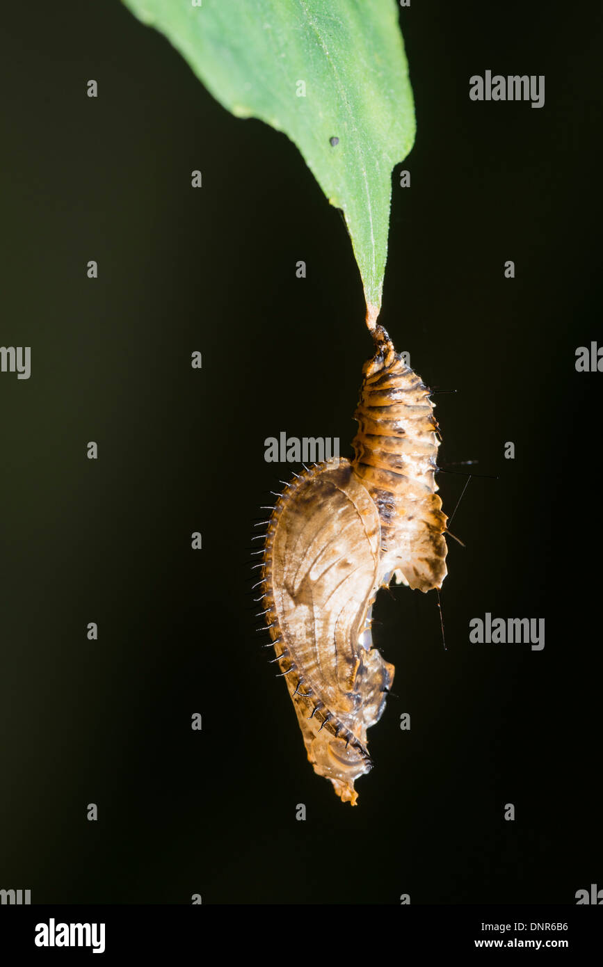 Heliconius butterfly pupa hi-res stock photography and images - Alamy