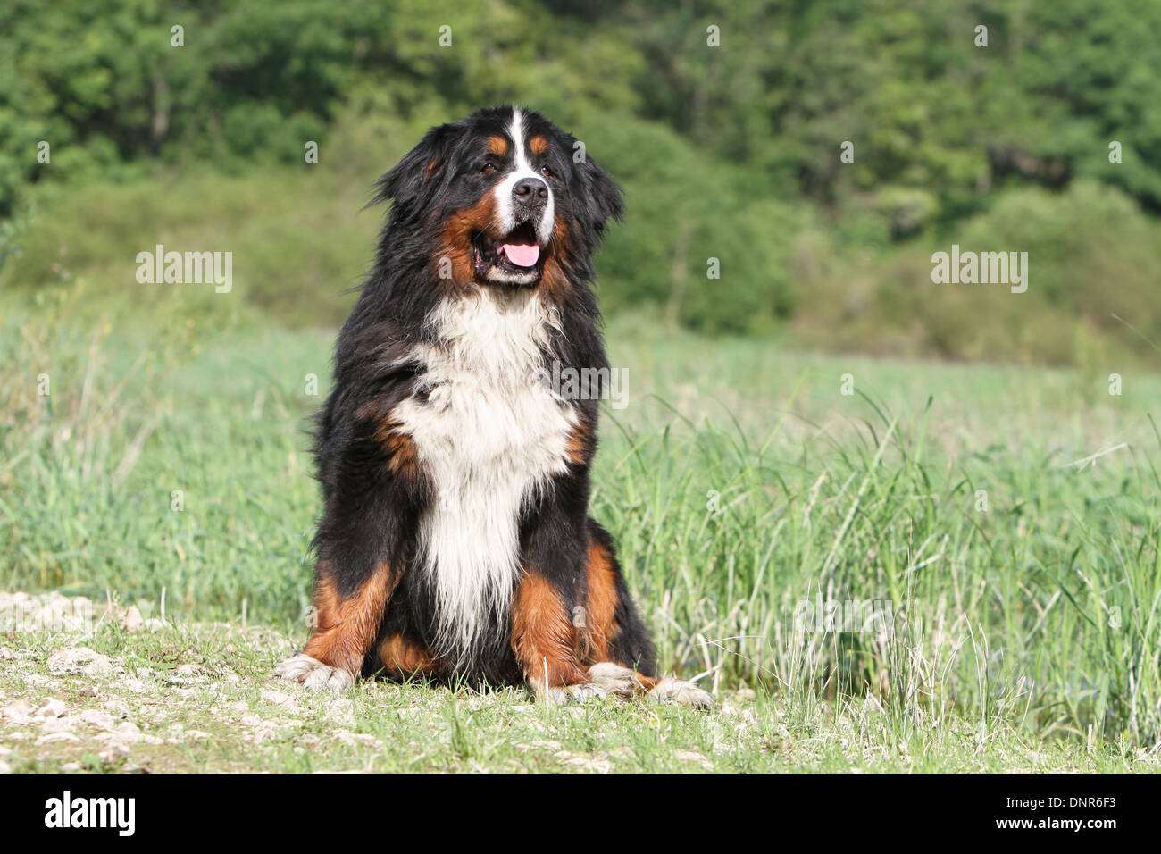 Tri colored bernese mountain dog hi-res stock photography and images ...