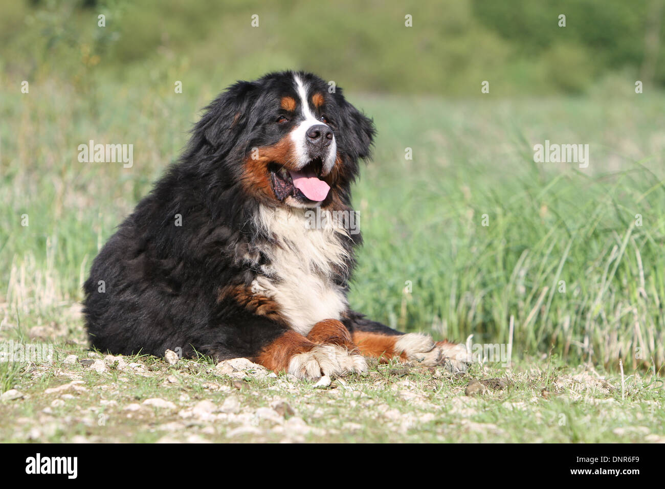 Tri colored bernese mountain dog hi-res stock photography and images ...
